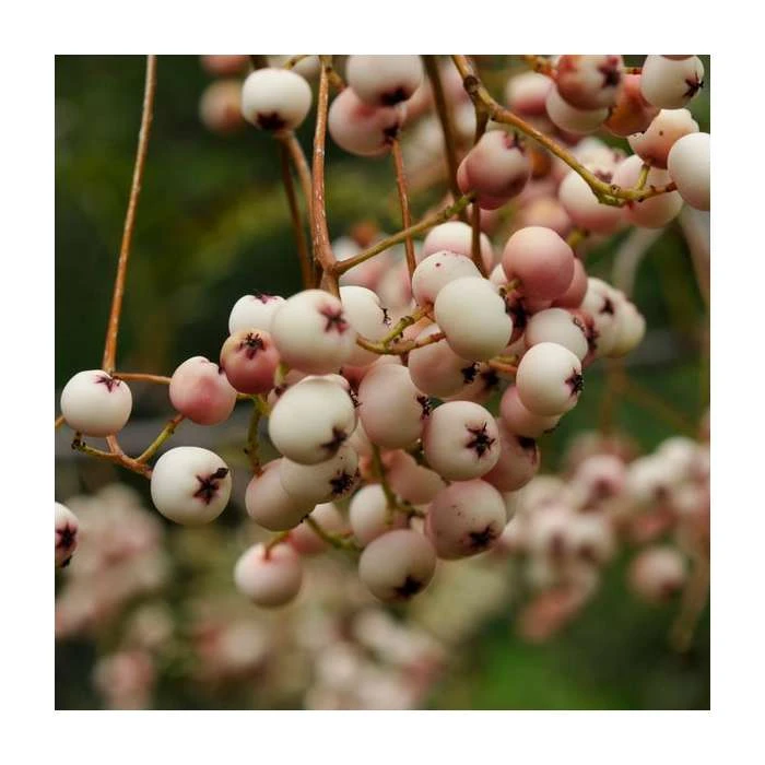 Sorbus cashmiriana | Rowan Tree | Roots Shop