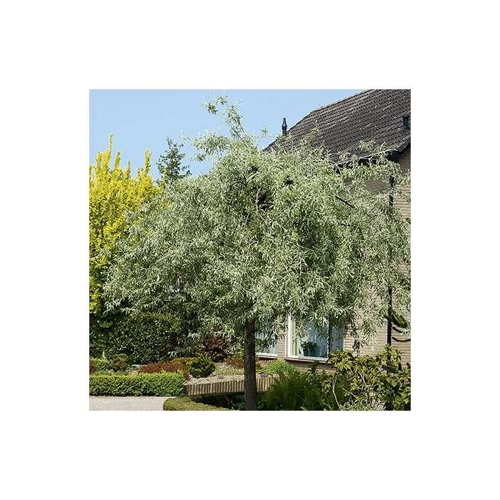Weeping Pear Tree | Pyrus Salicifolia 'Pendula' | Roots Shop